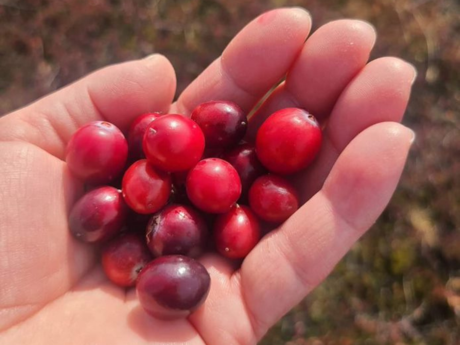 Culturally Relevant Food Series – Eastern Woodlands Rematriation | Good ...